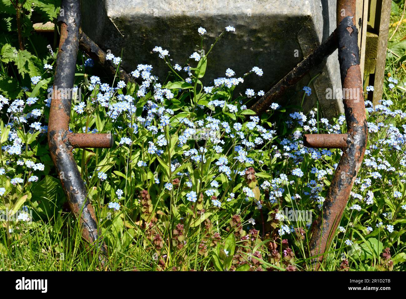 Forget Me Knots (Myosotis) in the Back Garden Hook Norton Oxfordshire ...