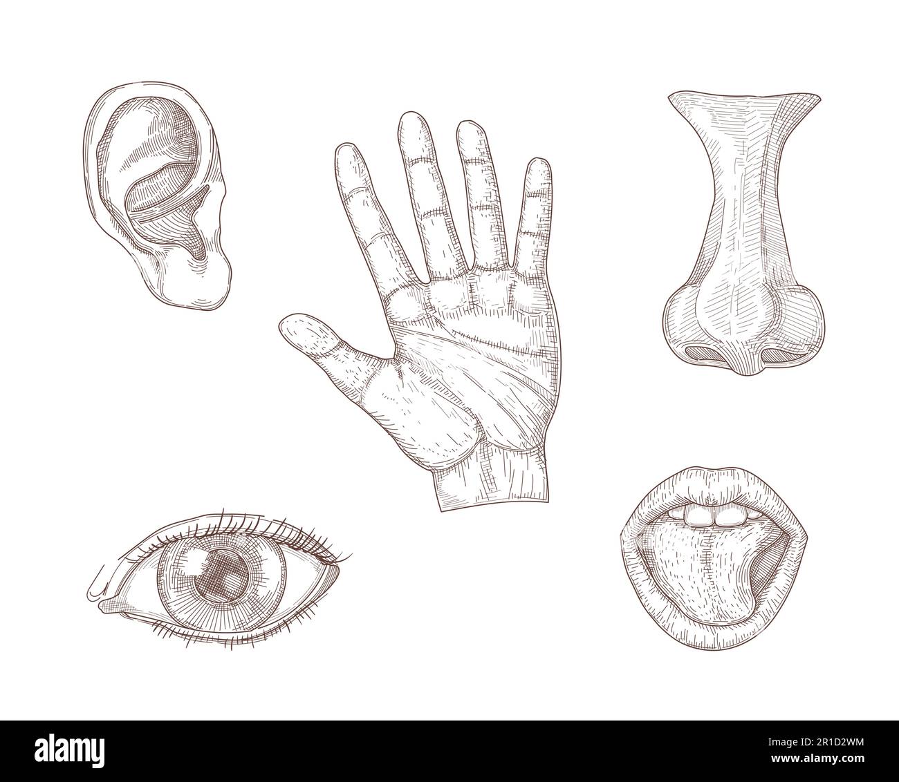Five human senses hand drawn vector illustration set Stock Vector Image ...