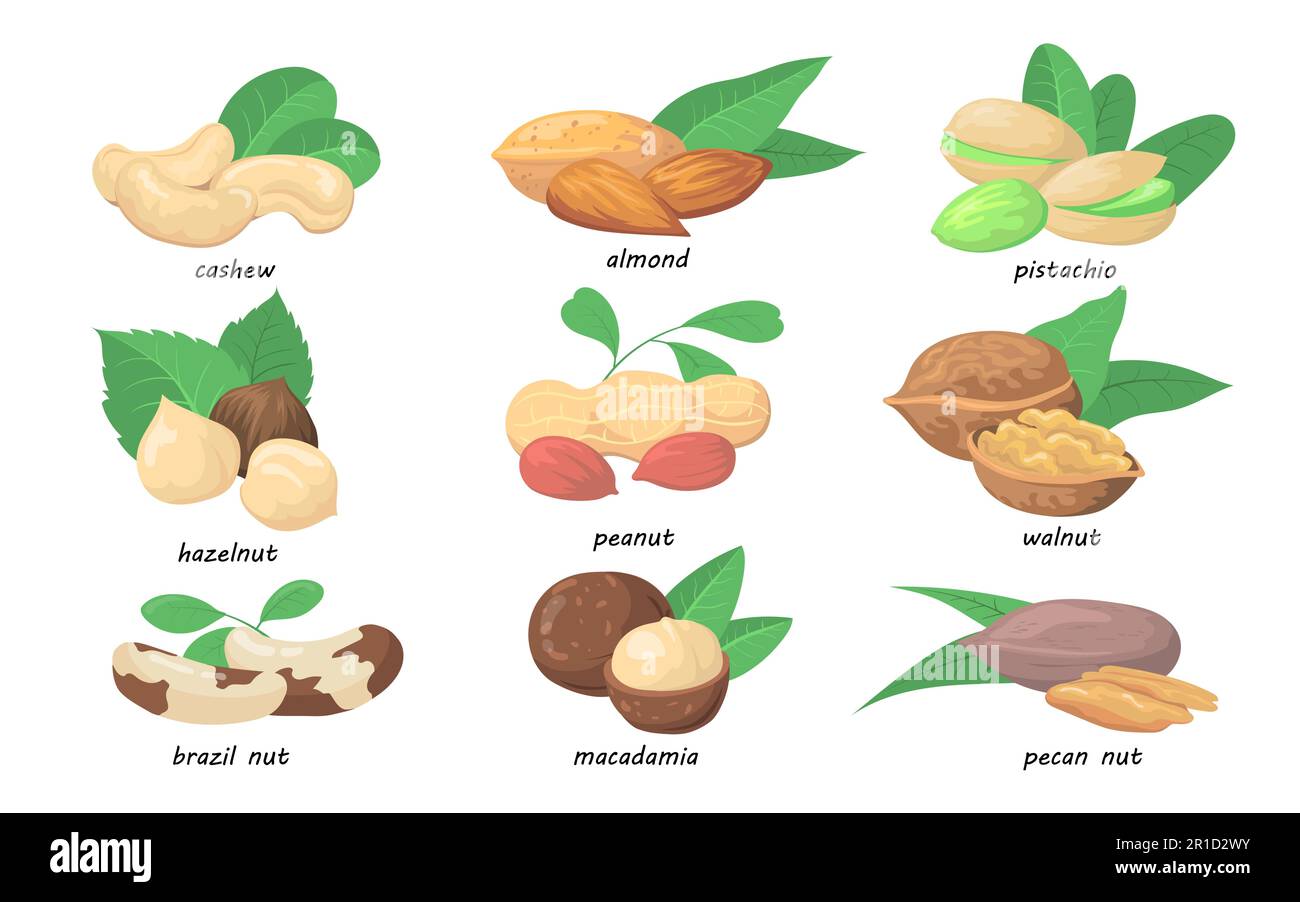 Nuts and seeds set Stock Vector Image & Art - Alamy