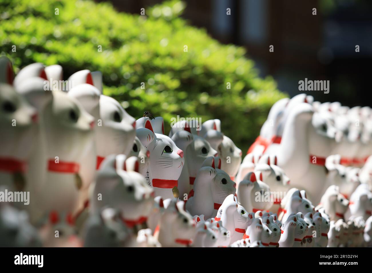 Gotokuji, the famous cat shrine in tokyo, which the beckoning cat is ...