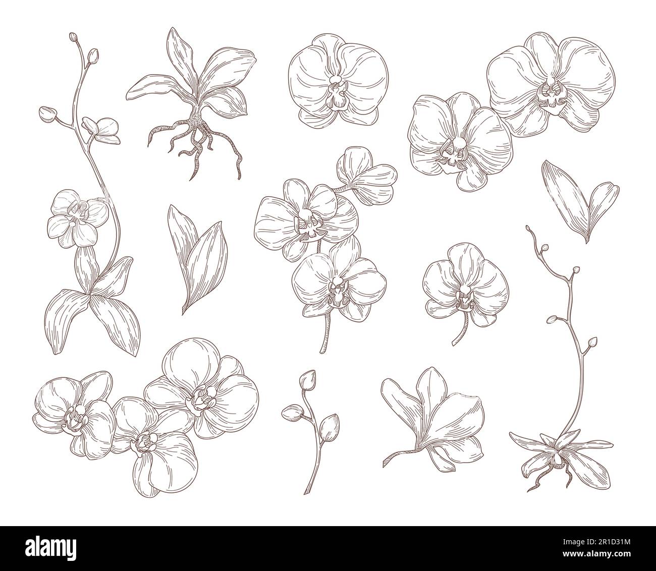 Orchid flowers and leaves engraved illustrations set Stock Vector Image ...