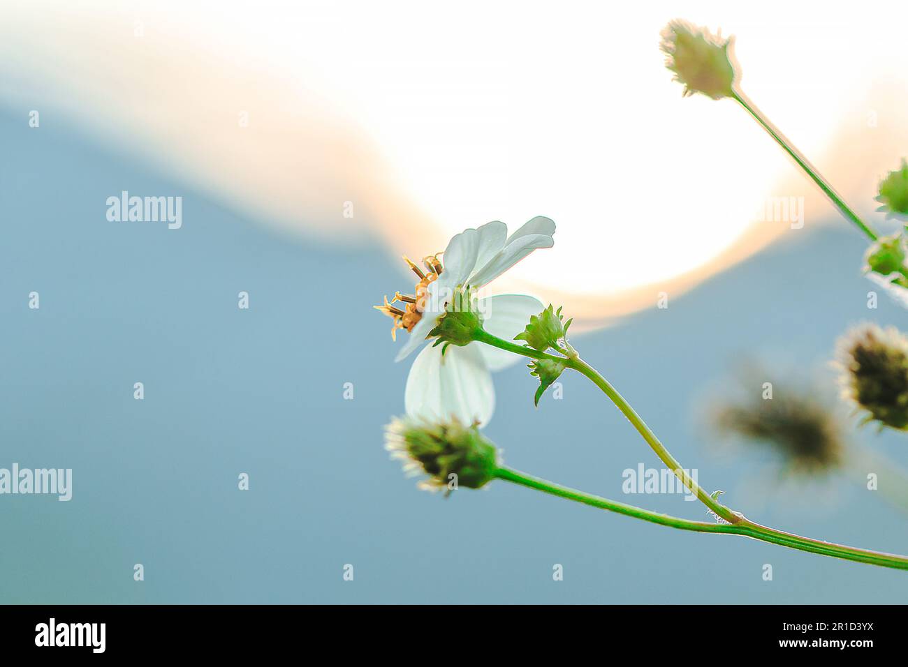 The Spanish needle is both flowers, herbs and weeds Stock Photo - Alamy