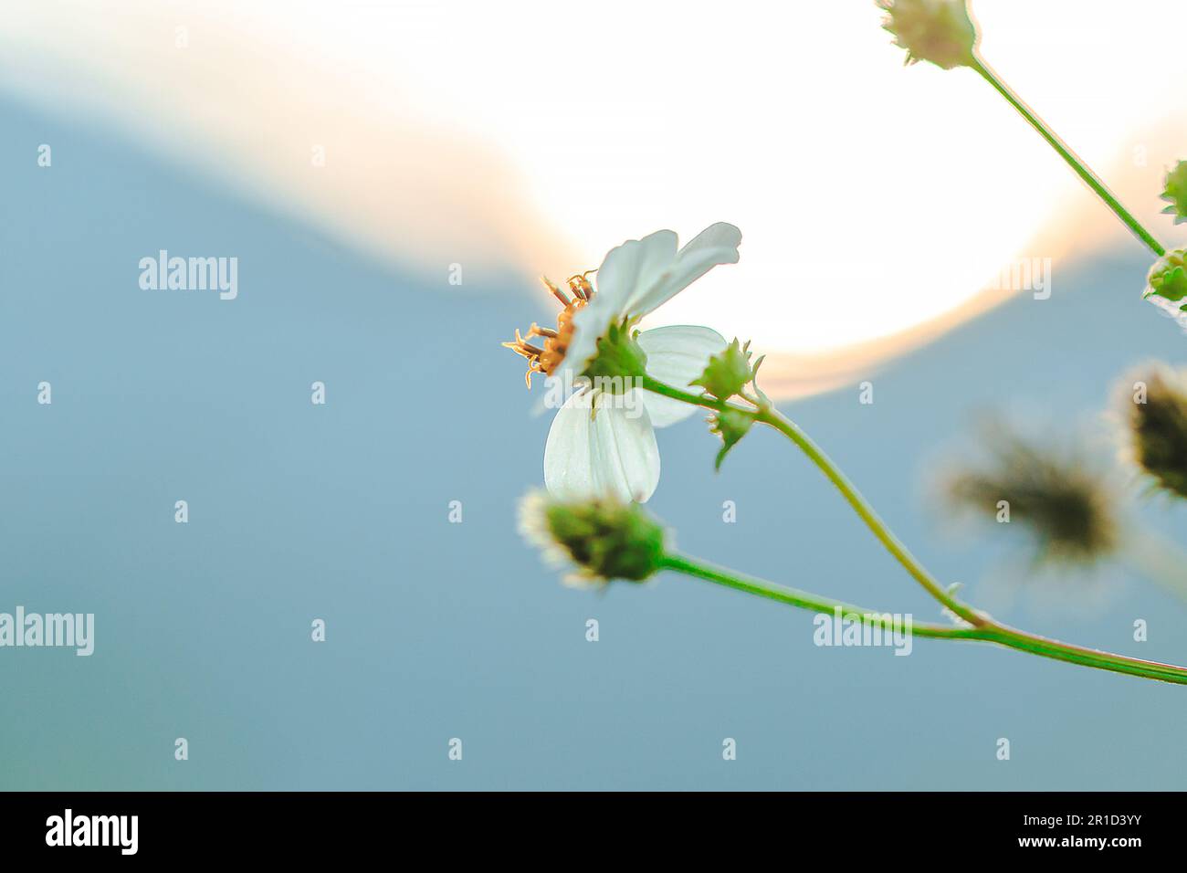 The Spanish needle is both flowers, herbs and weeds Stock Photo - Alamy