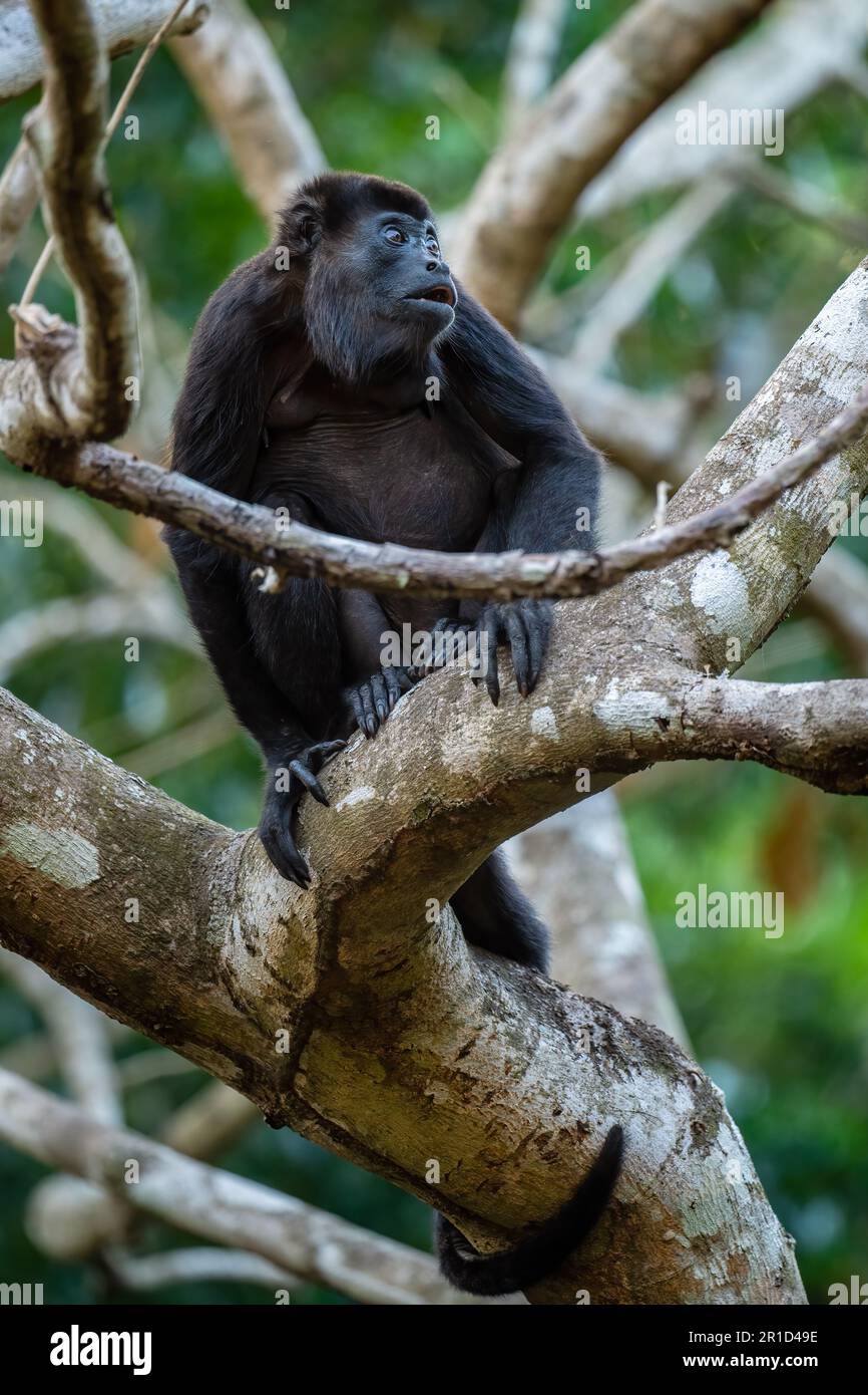 Mantled Howler Monkey - Alouatta palliata, beautiful noisy primate from ...