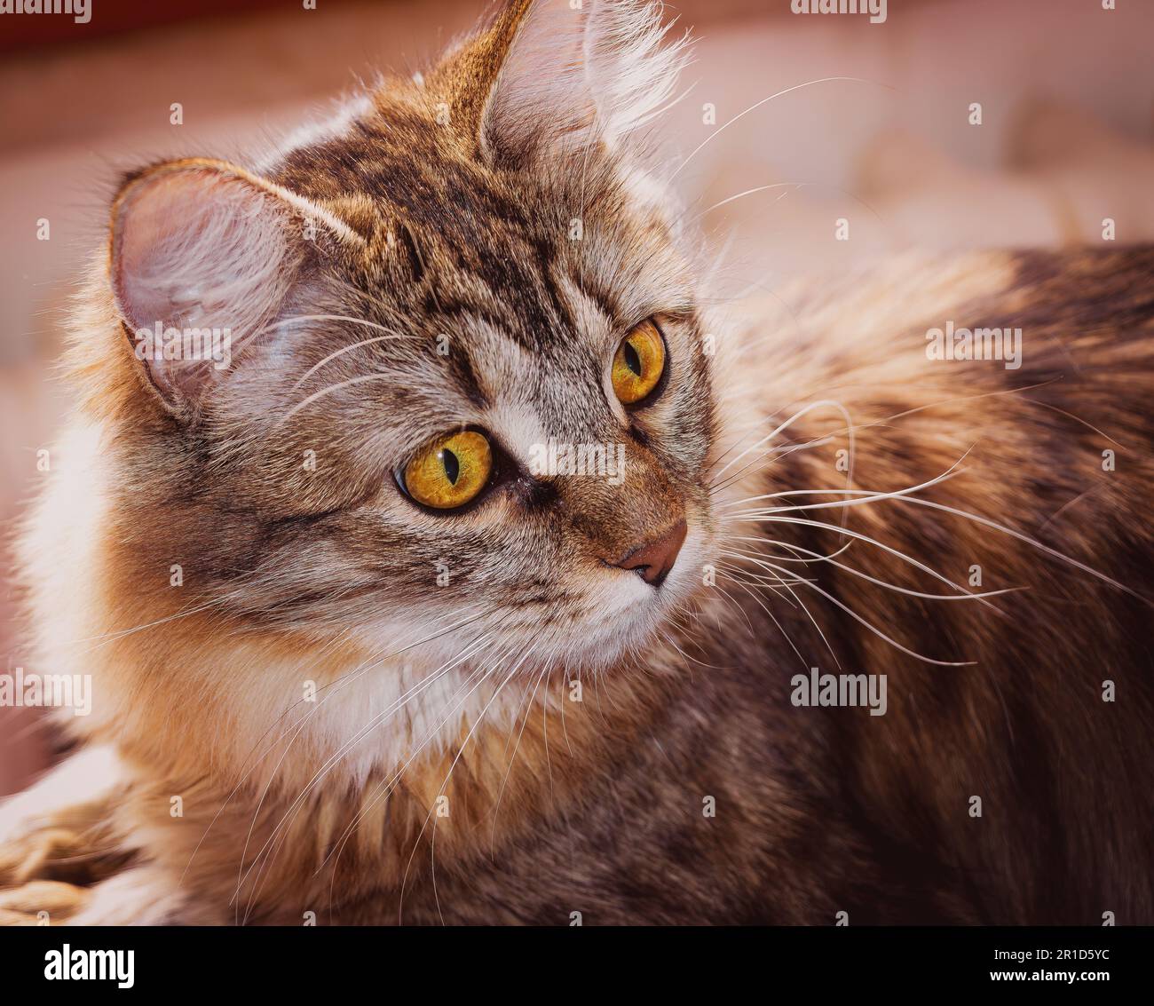 Portrait of beautiful Cats Stock Photo - Alamy