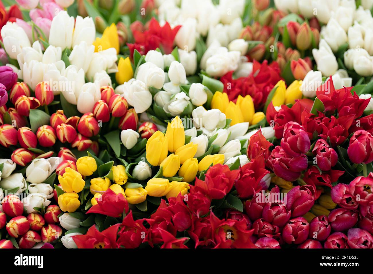 A float decorated with tulip heads during the Spalding Flower Parade ...