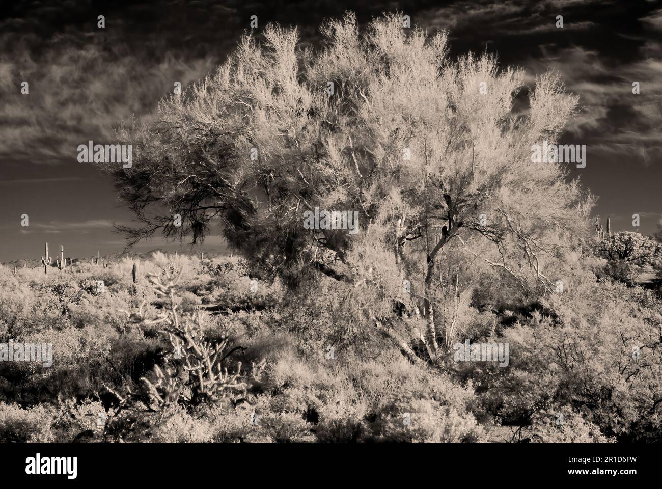 Infrared sepia tone Sonora desert in central Arizona USA Stock Photo ...