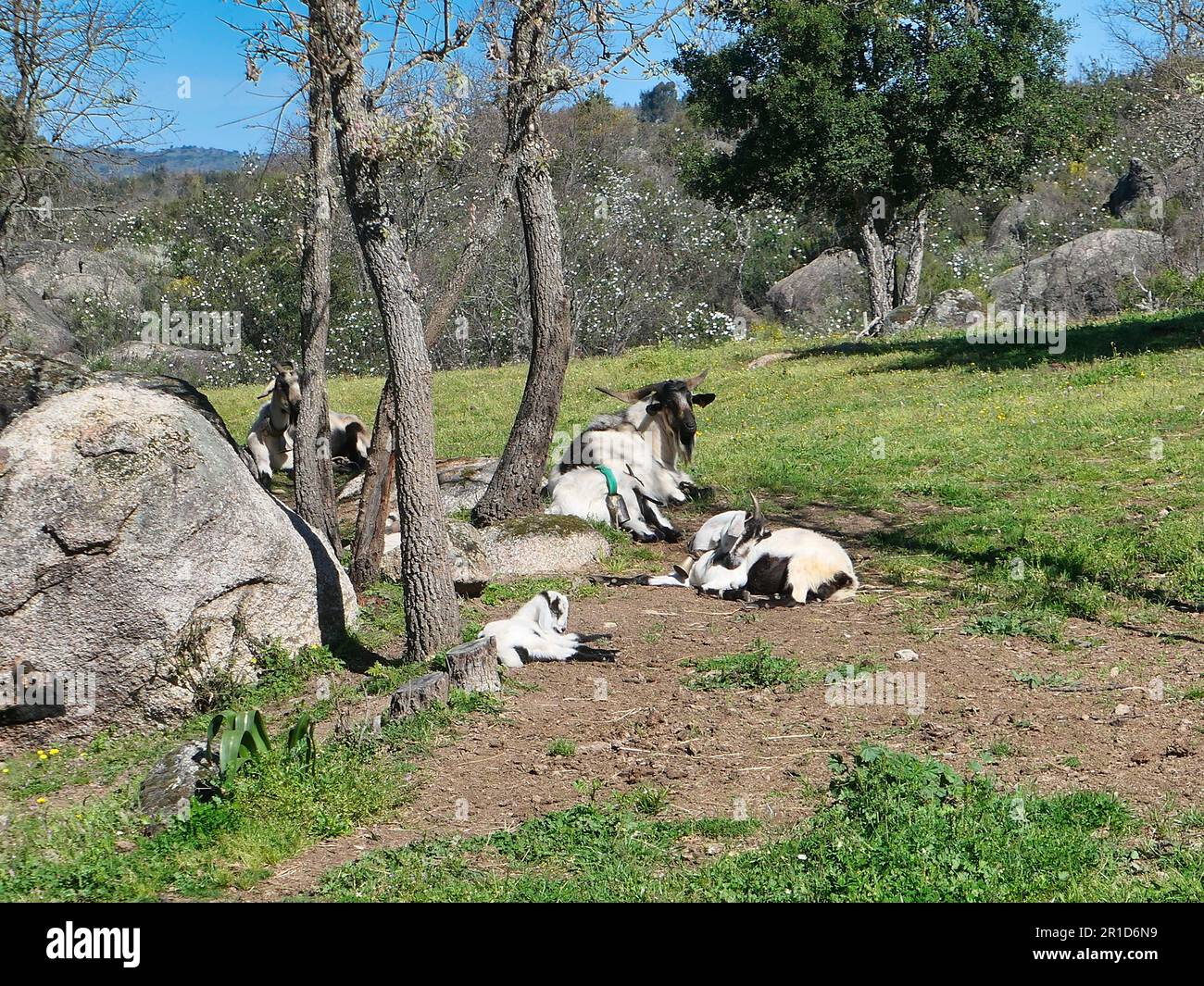 Small flock of goats resting under a tree Stock Photo - Alamy