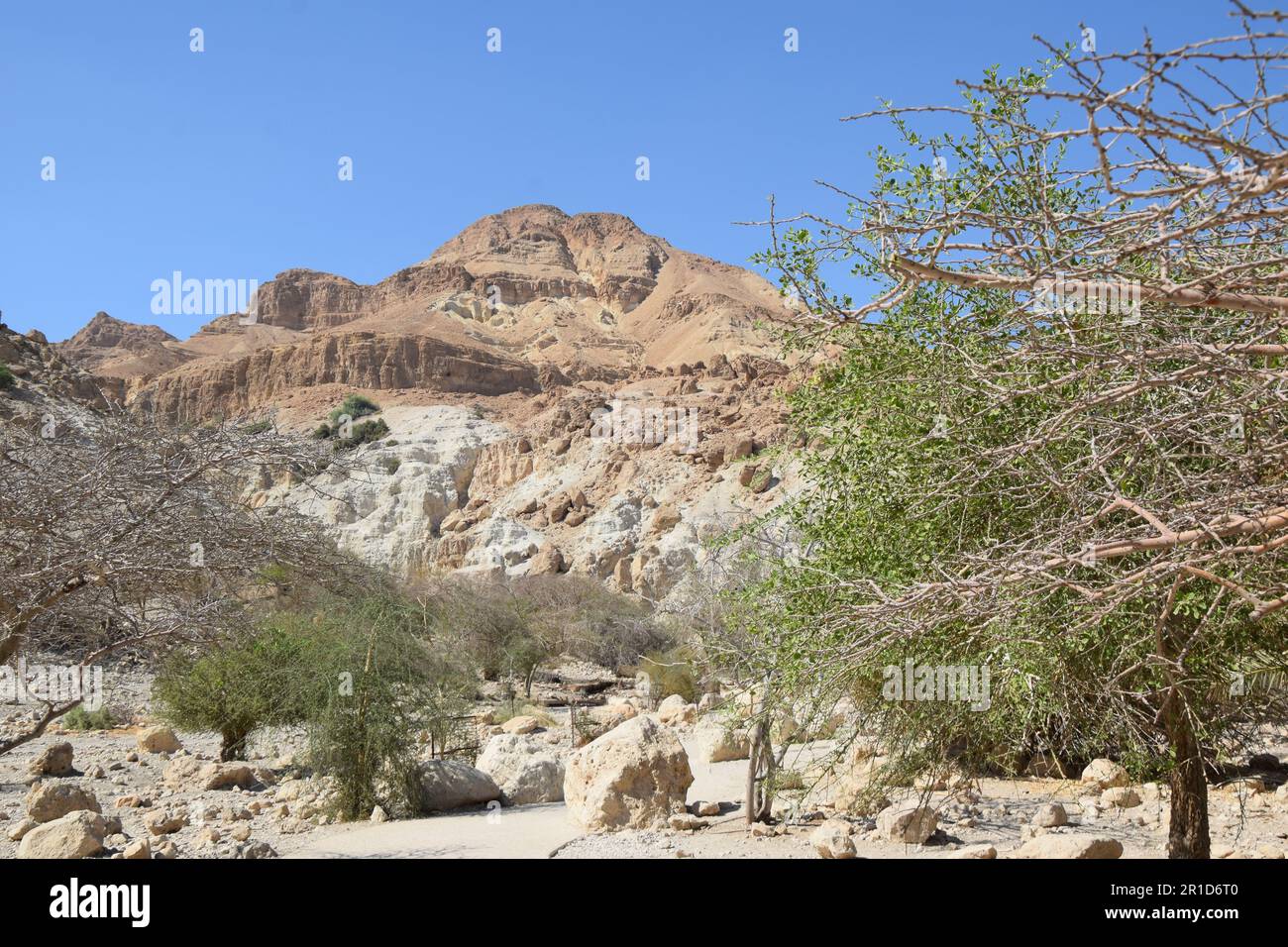 Waterfalls and wild goats on the hiking trail in the Ein Gedi Nature ...