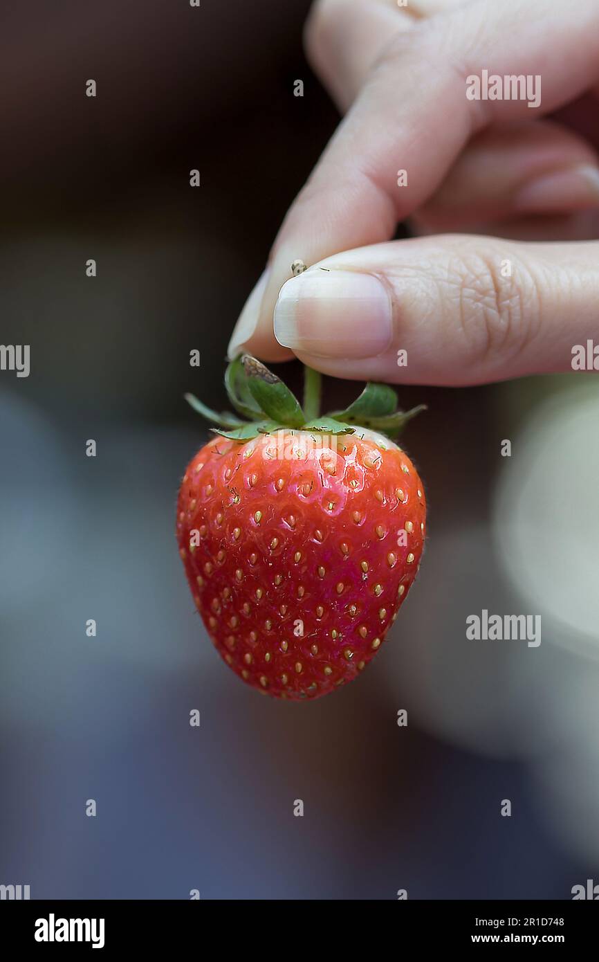 Child eating a strawberry hi-res stock photography and images - Alamy