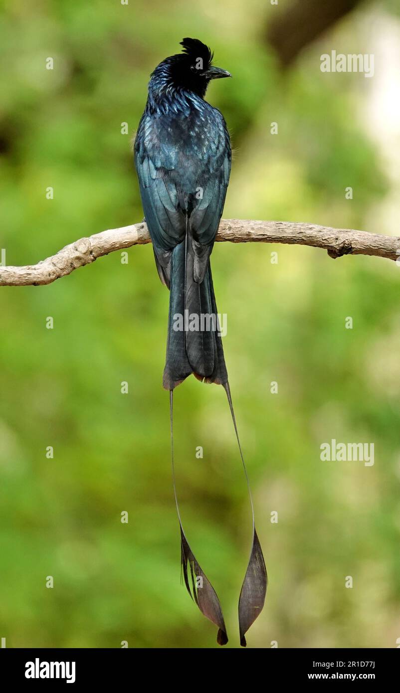 Greater racket tailed drongo dicrurus paradiseus hi-res stock ...