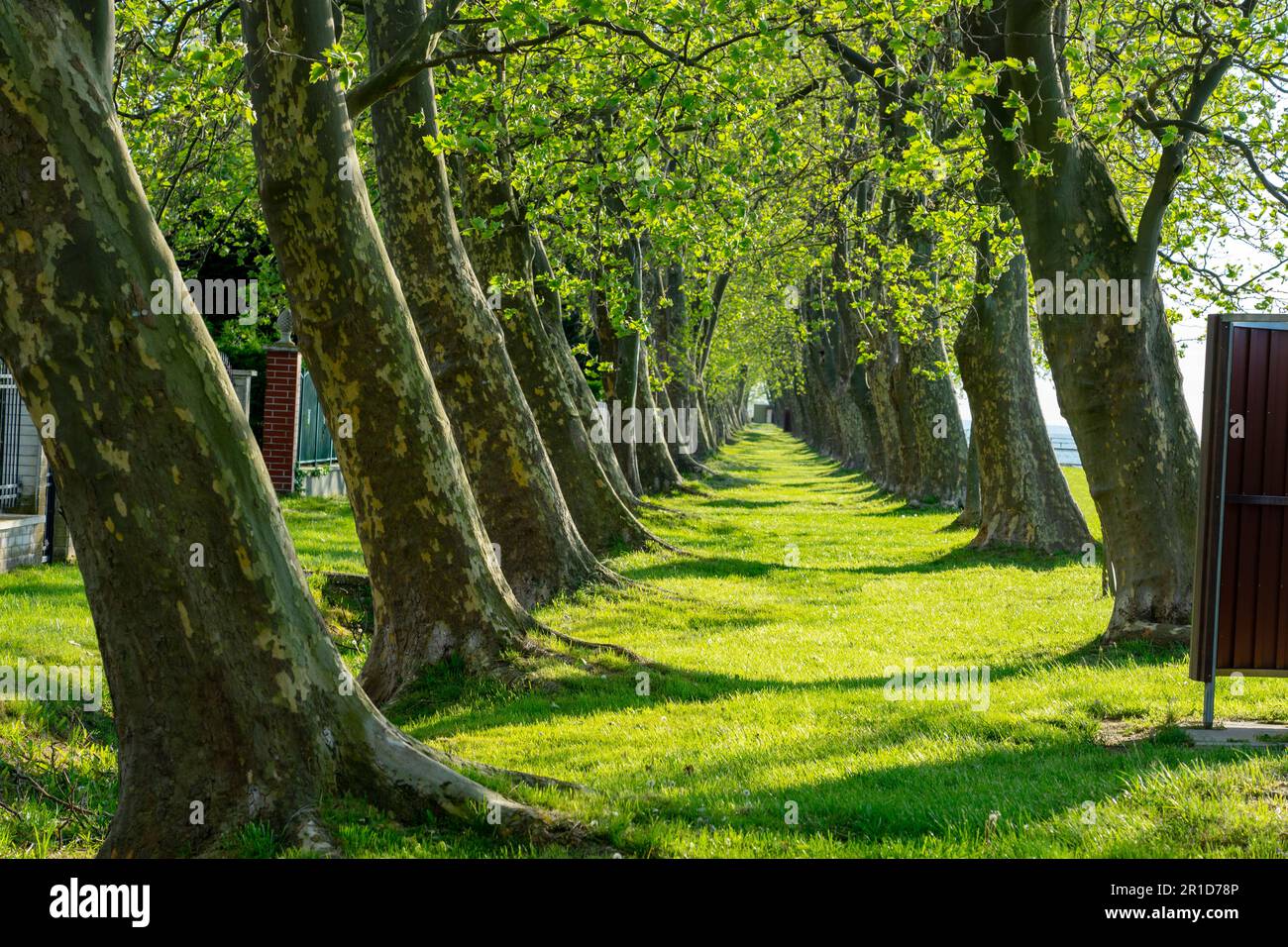 plane tree alley in Balatonboglar next to lake Balaton in Hungary with ...
