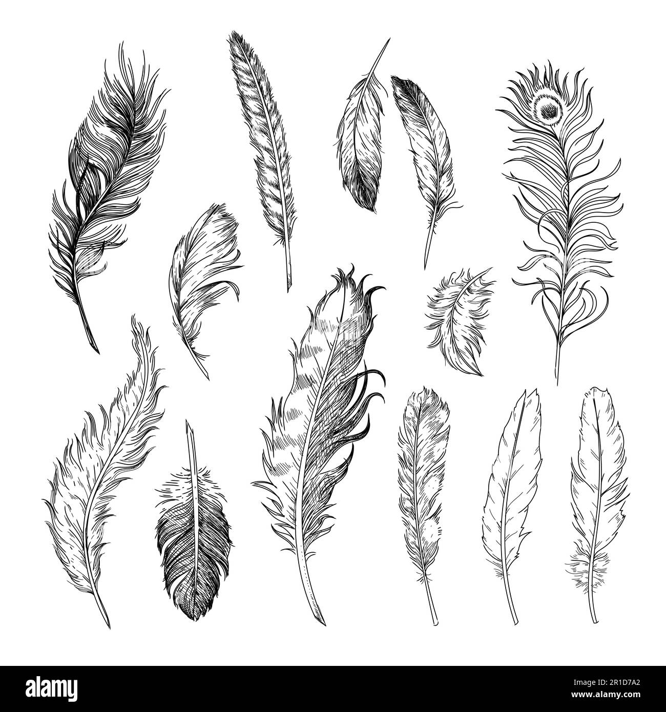 Different feathers of birds engraved illustrations set Stock Vector ...