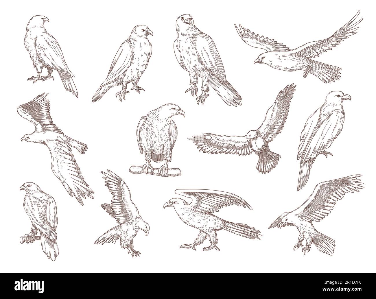 Realistic falcon hi-res stock photography and images - Alamy