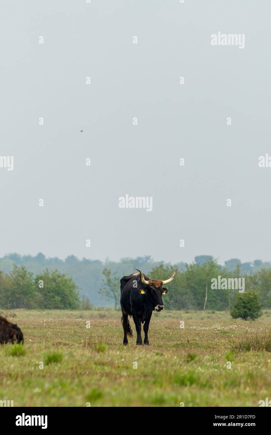 Tauros cattle hi-res stock photography and images - Alamy