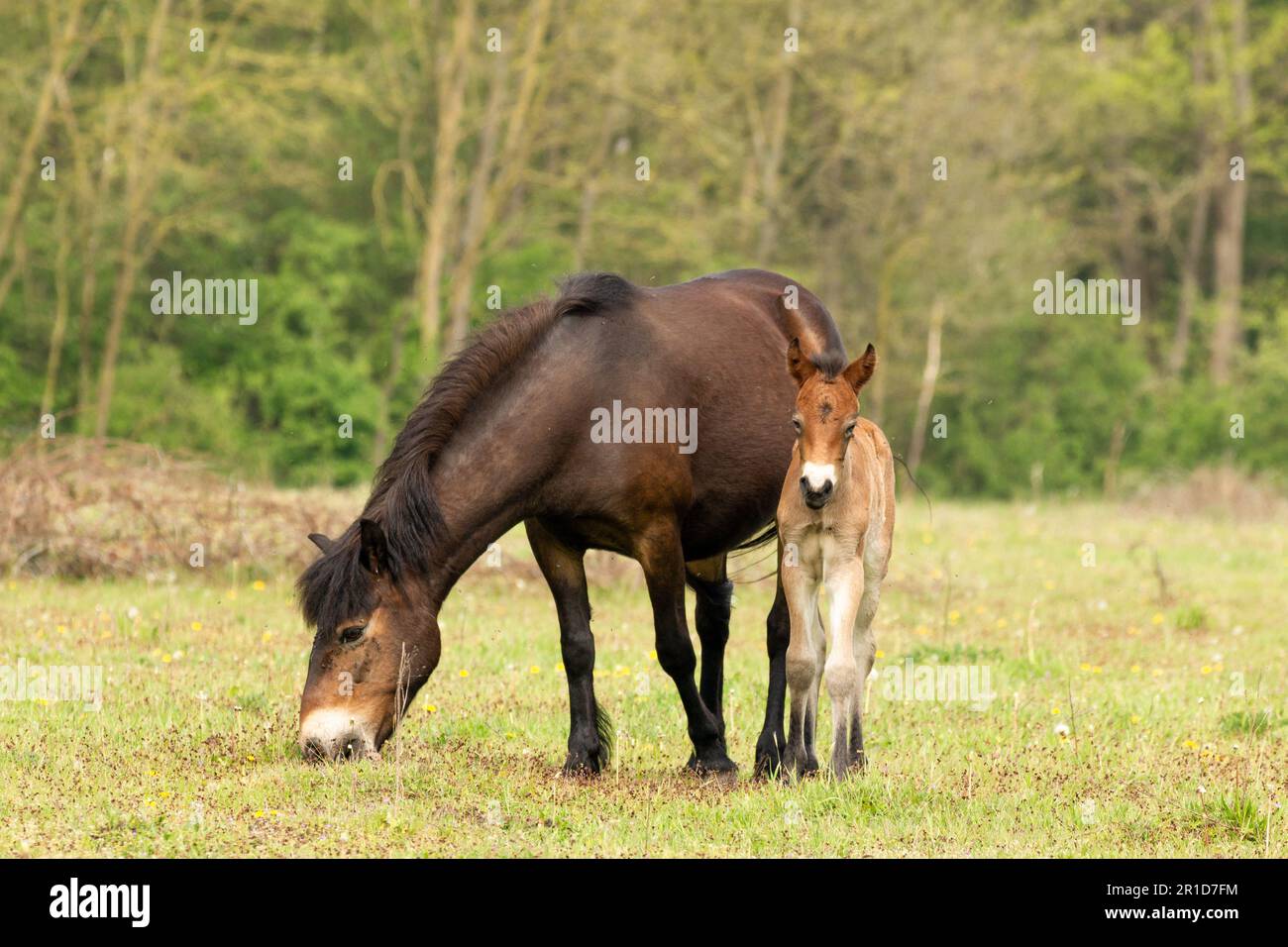 Dutch Exmoor horse protecting young exmoor pony in nature reserve the ...
