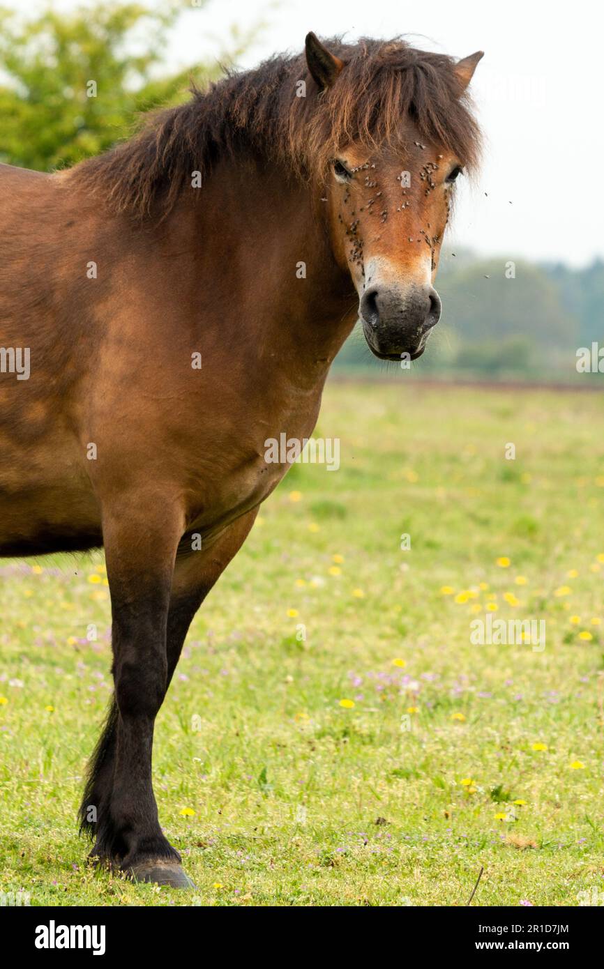 Baby horse looking camera hi-res stock photography and images - Alamy