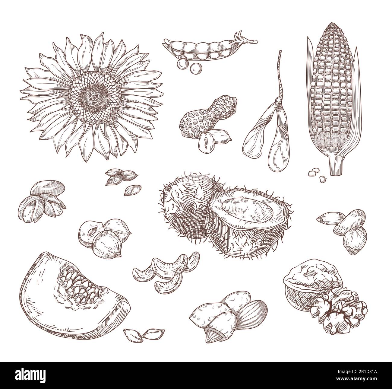 Hand drawn sketches of nuts and seeds Stock Vector Image & Art - Alamy