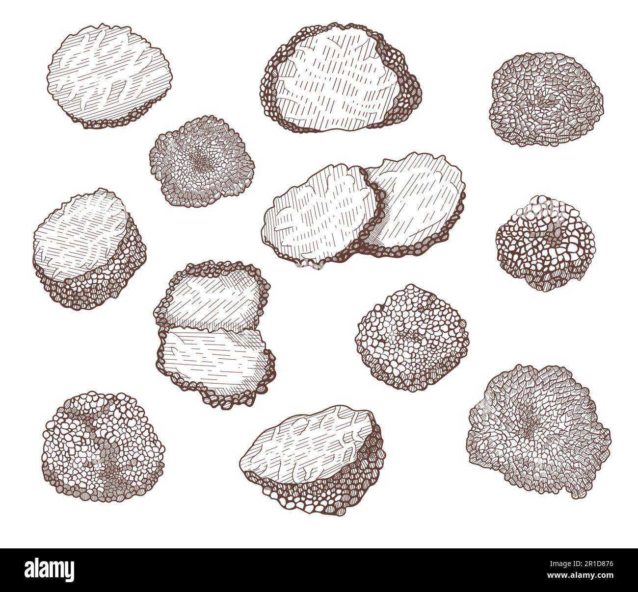 Truffle mushroom hand drawn vector illustrations set Stock Vector Image ...