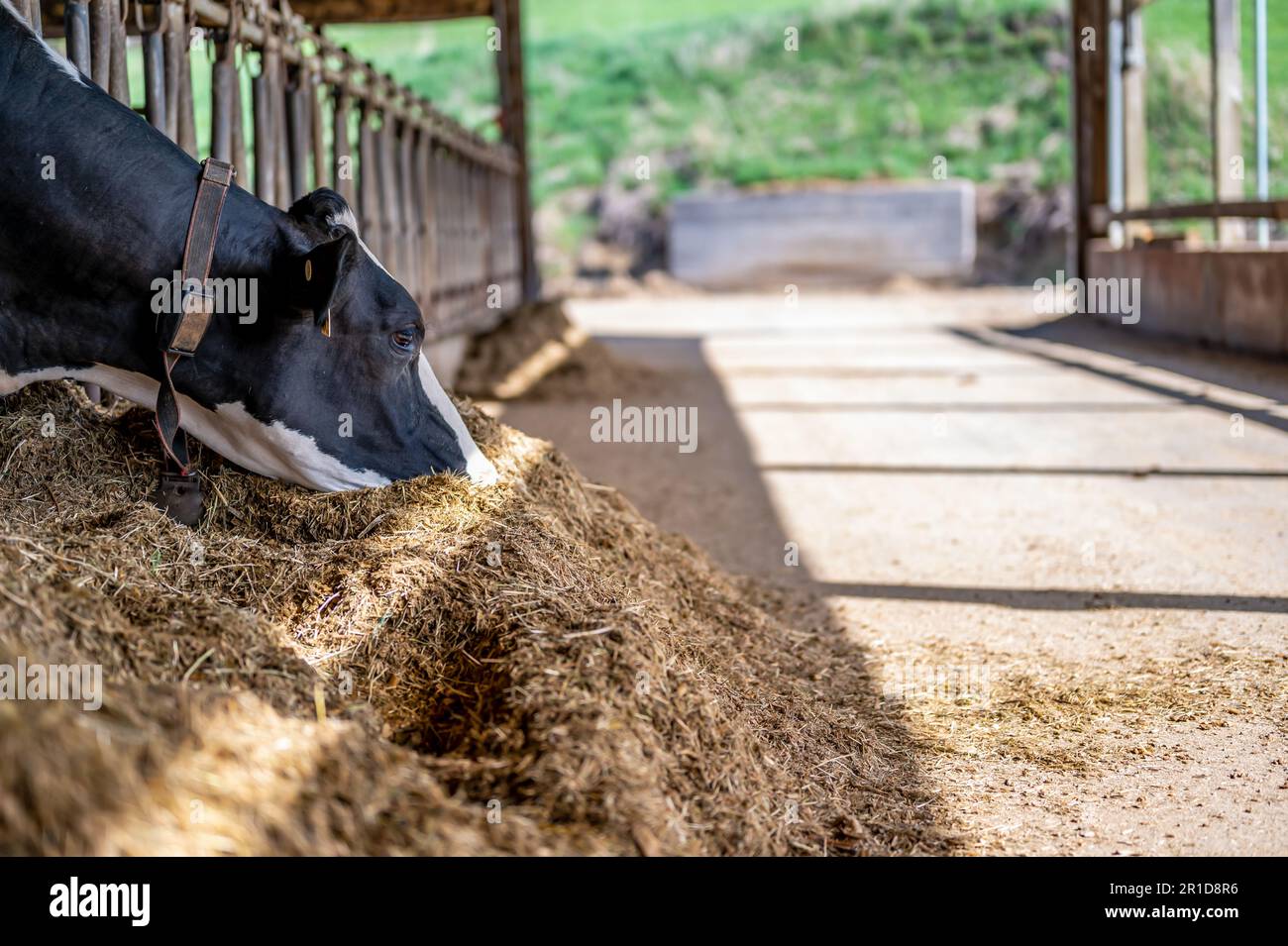 Holstein dairy cow with head through a stanchion to eat silage in a ...