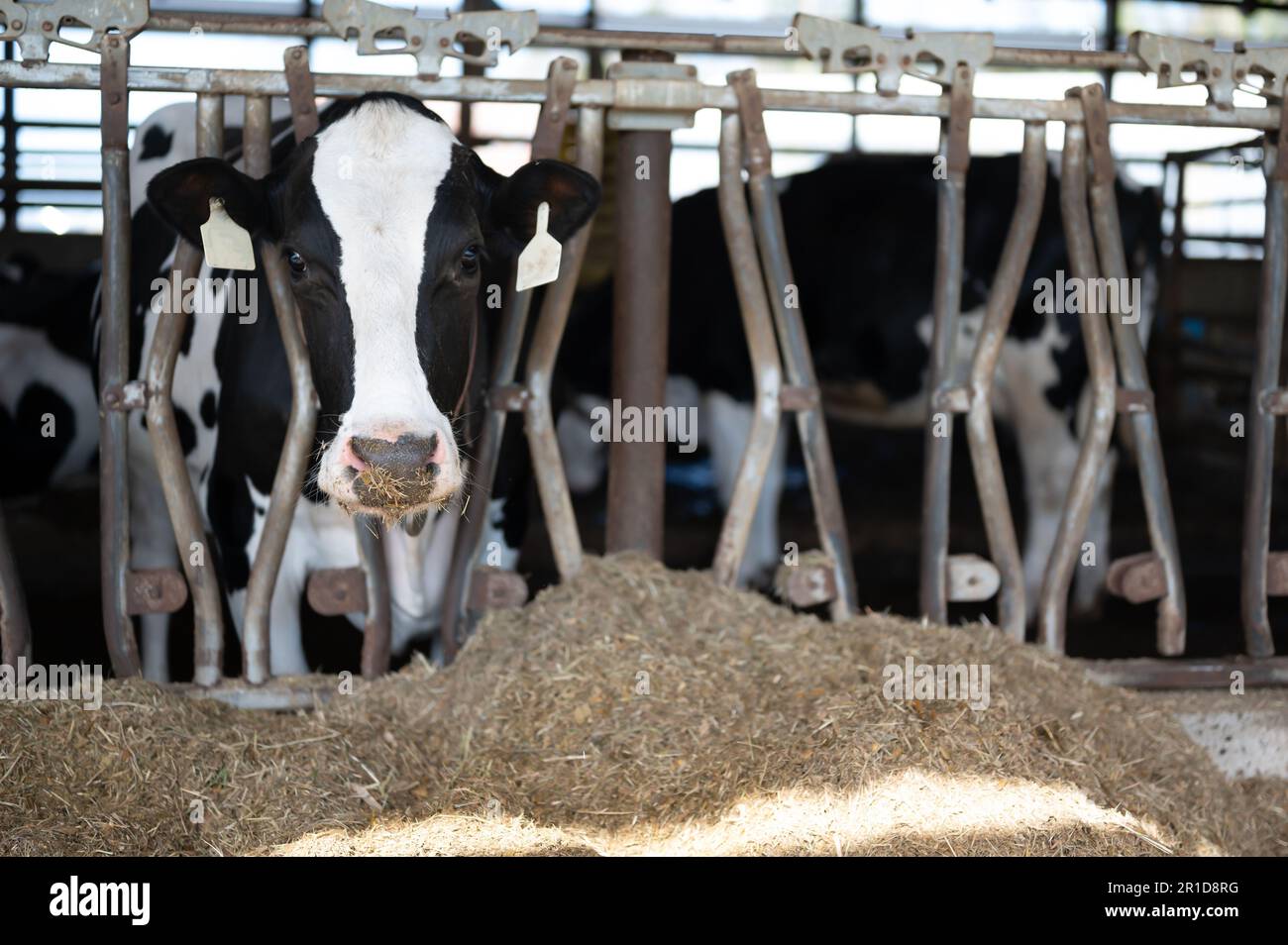 Holstein dairy cow with head through a stanchion to eat silage in a ...