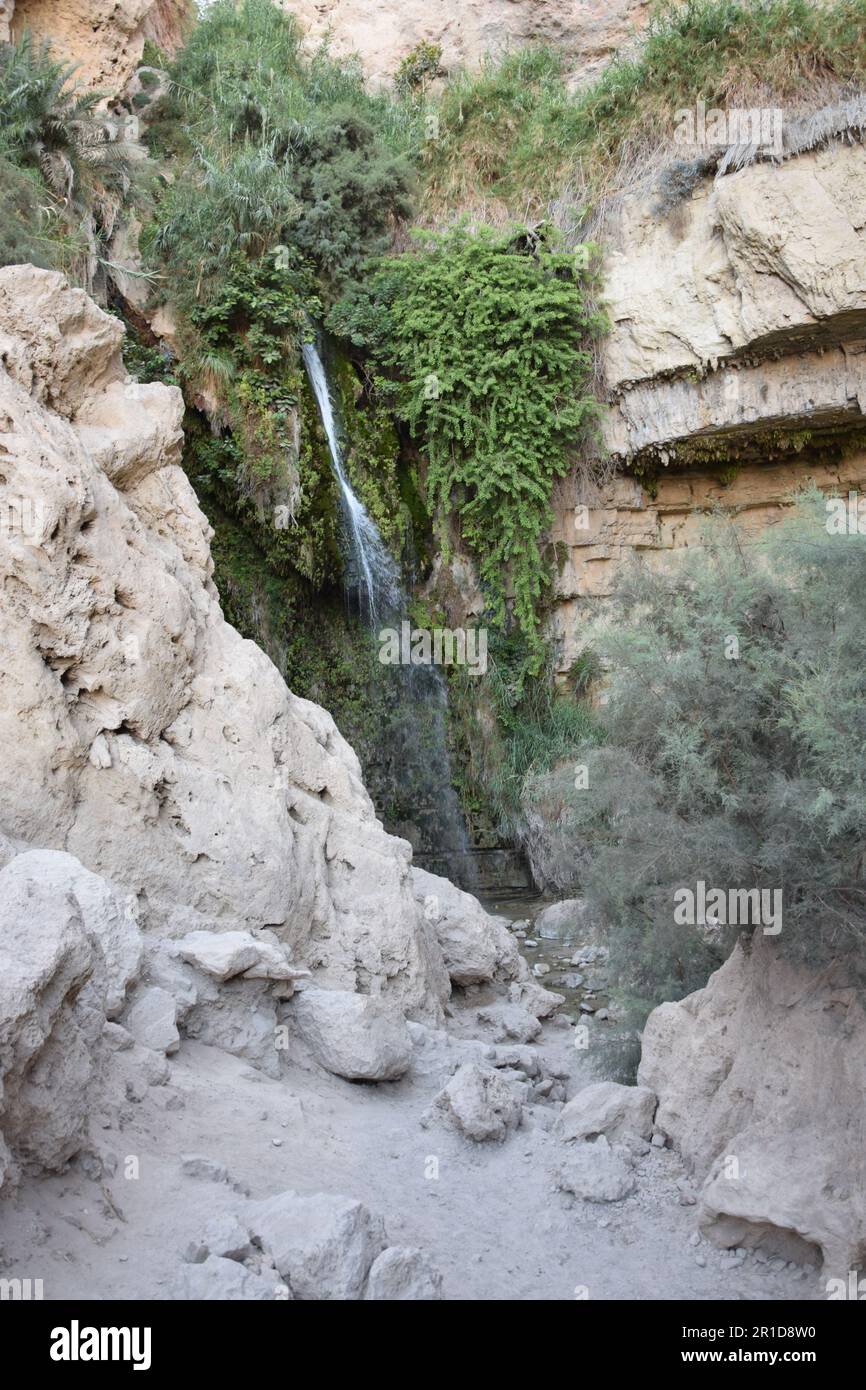 Waterfalls and wild goats on the hiking trail in the Ein Gedi Nature ...