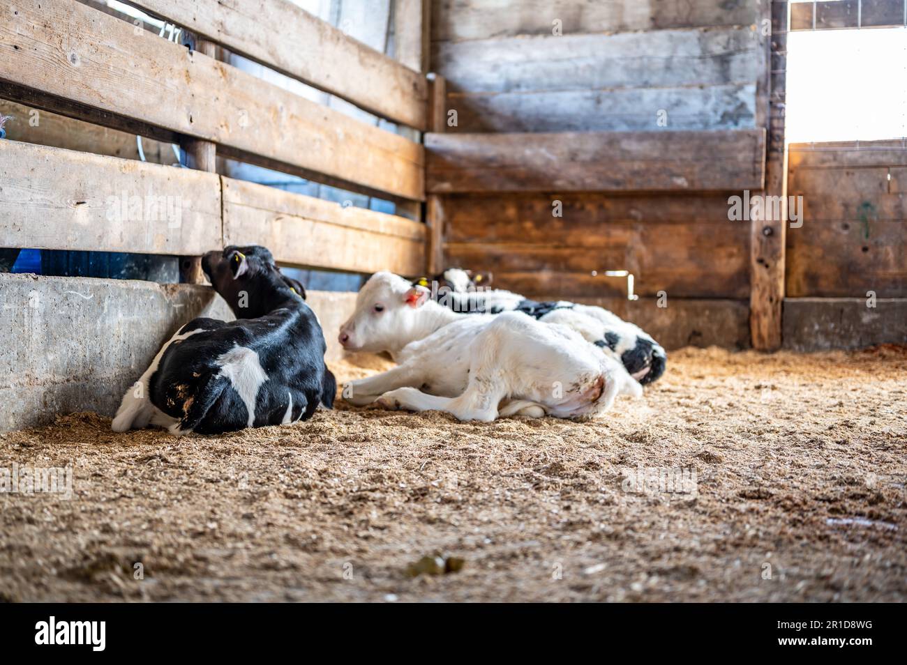Weaned Holstein dairy calves laying a pen on sawdust and straw Stock ...