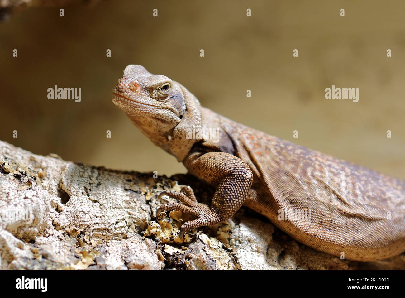 Chuckwalla / Common chuckwalla / Sauromalus ater Stock Photo - Alamy