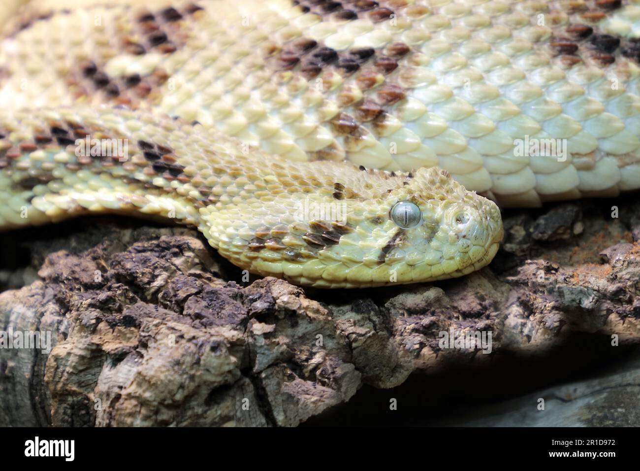 Common puff adders hi-res stock photography and images - Alamy