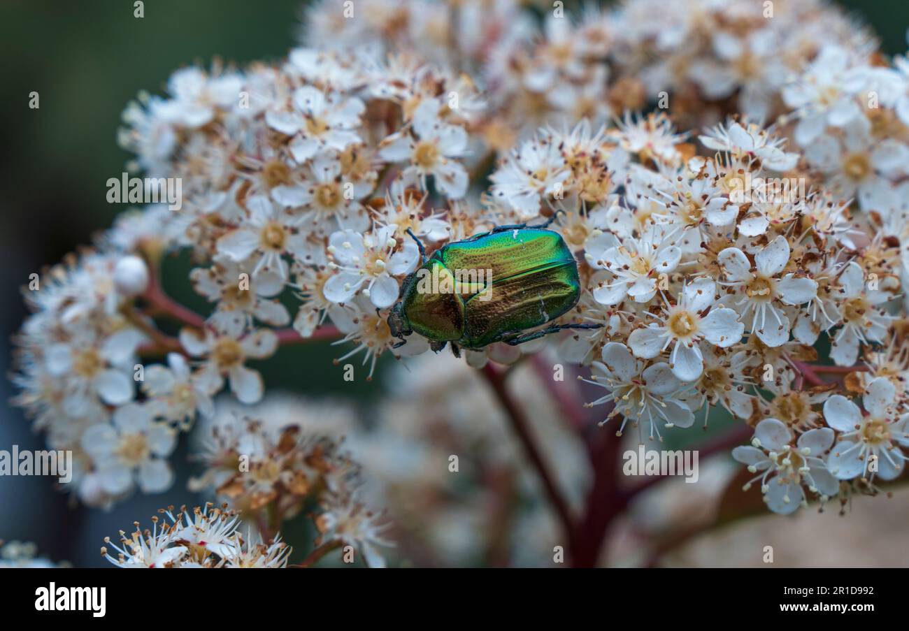 Bronze beetle sits on a flower in the spring by the sea Stock Photo - Alamy