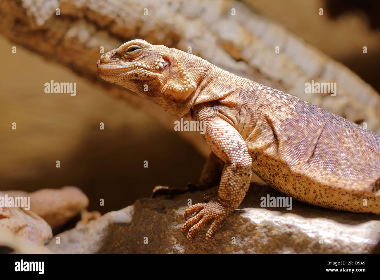 Chuckwalla / Common chuckwalla / Sauromalus ater Stock Photo - Alamy