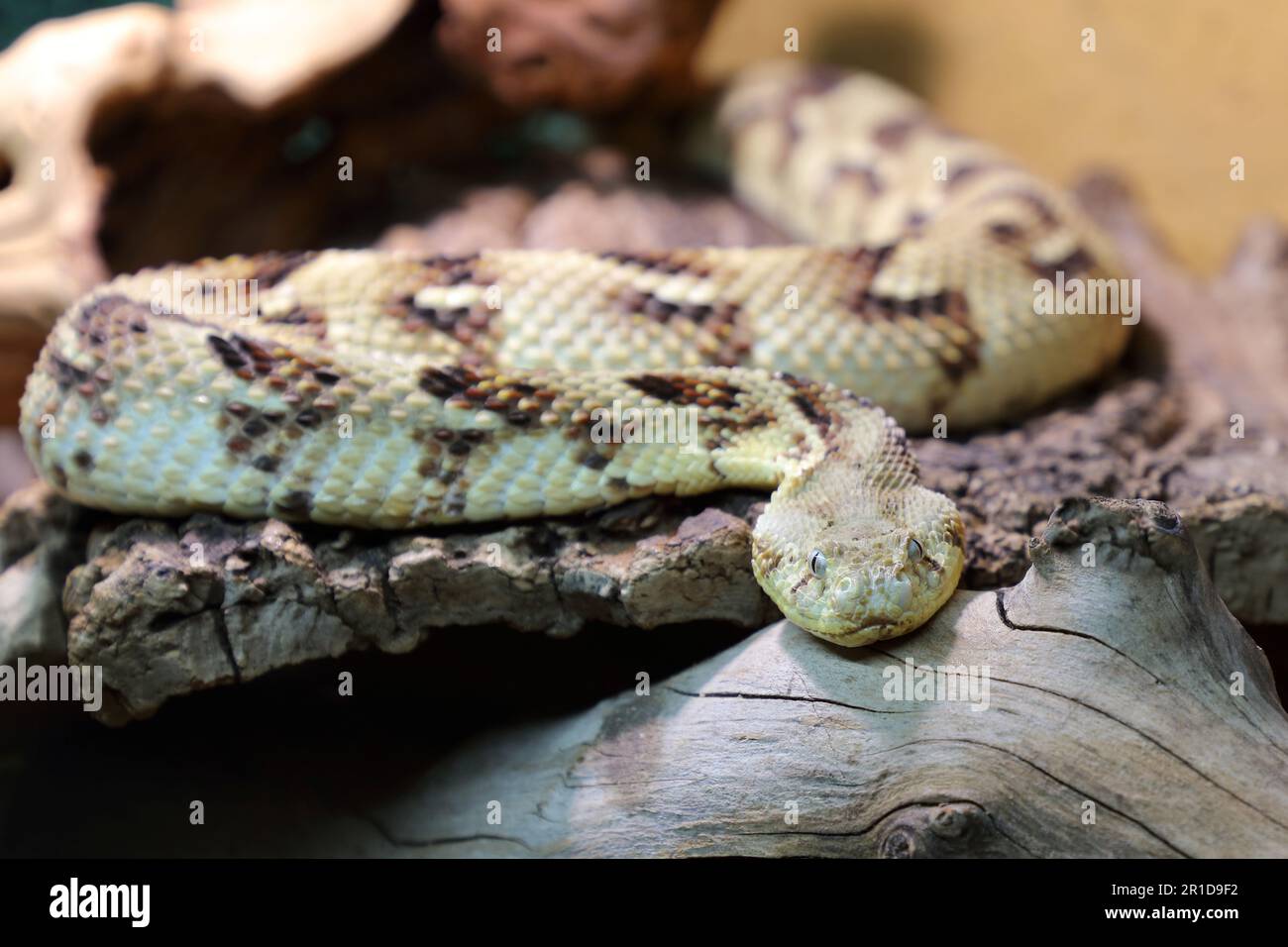 Common puff adders hi-res stock photography and images - Alamy