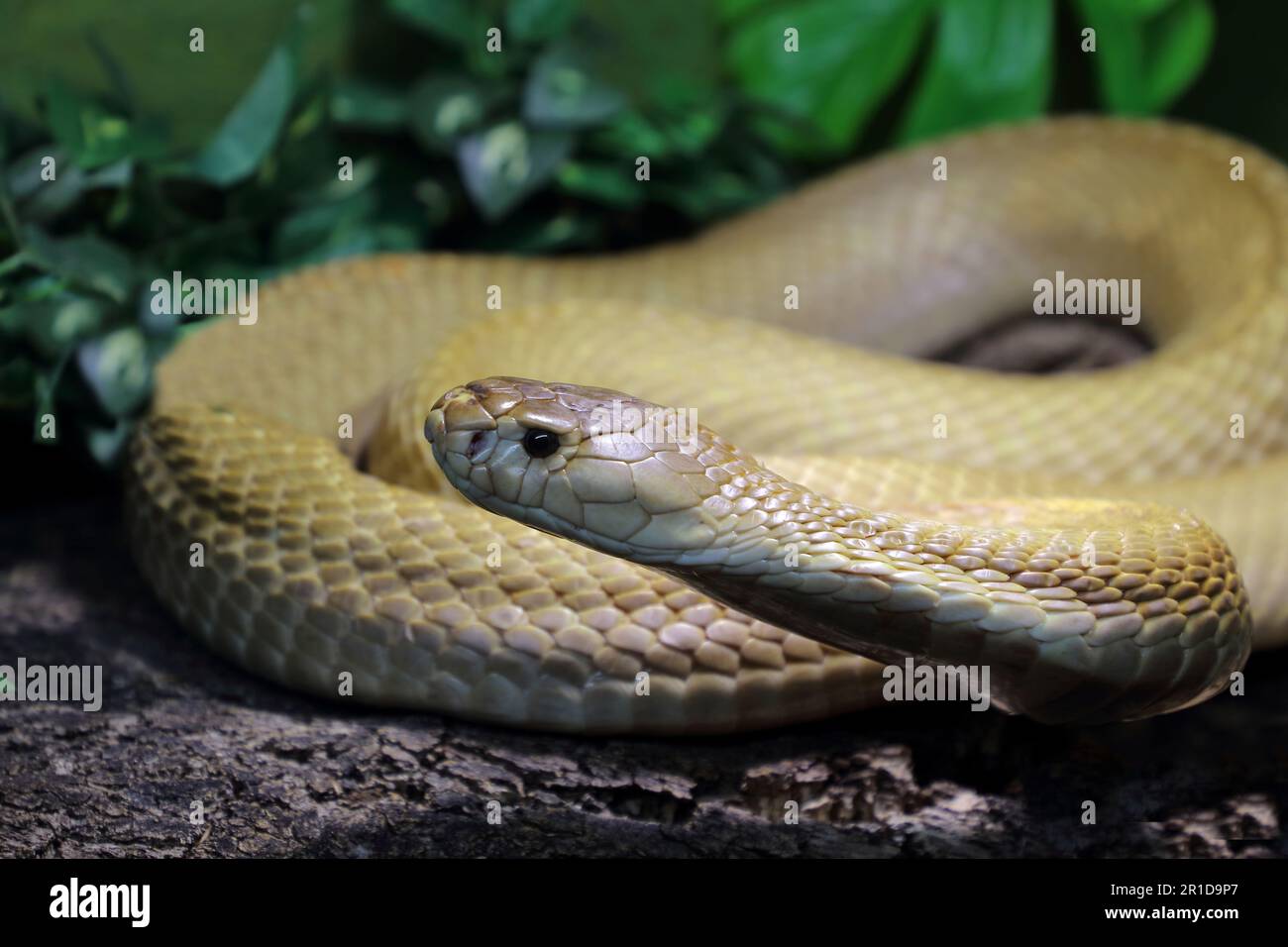 Monocled cobras hi-res stock photography and images - Alamy