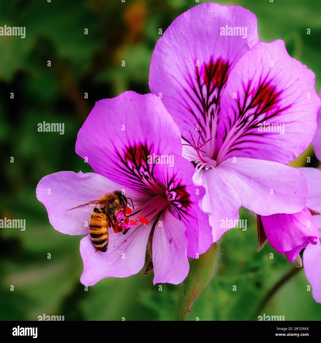 Pelargonium graveolens plant also known as Rose geranium with pink ...