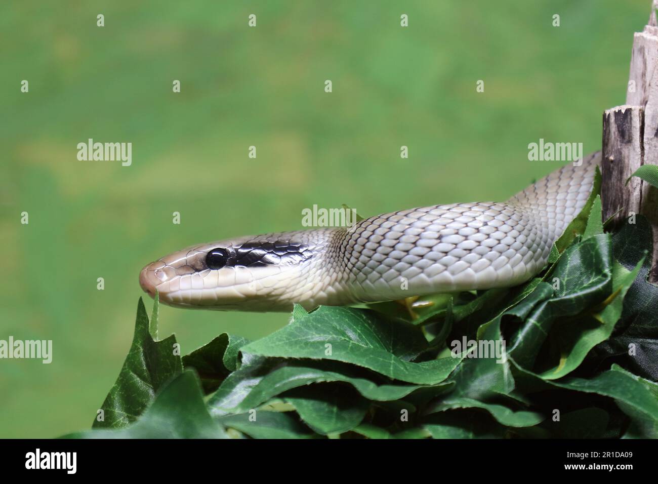 Beauty rat snakes hi-res stock photography and images - Alamy