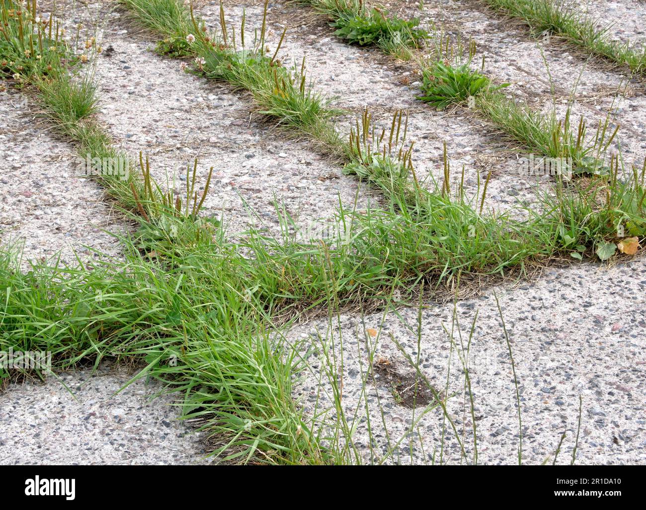 fresh green grass filling gaps in a concrete surface Stock Photo - Alamy