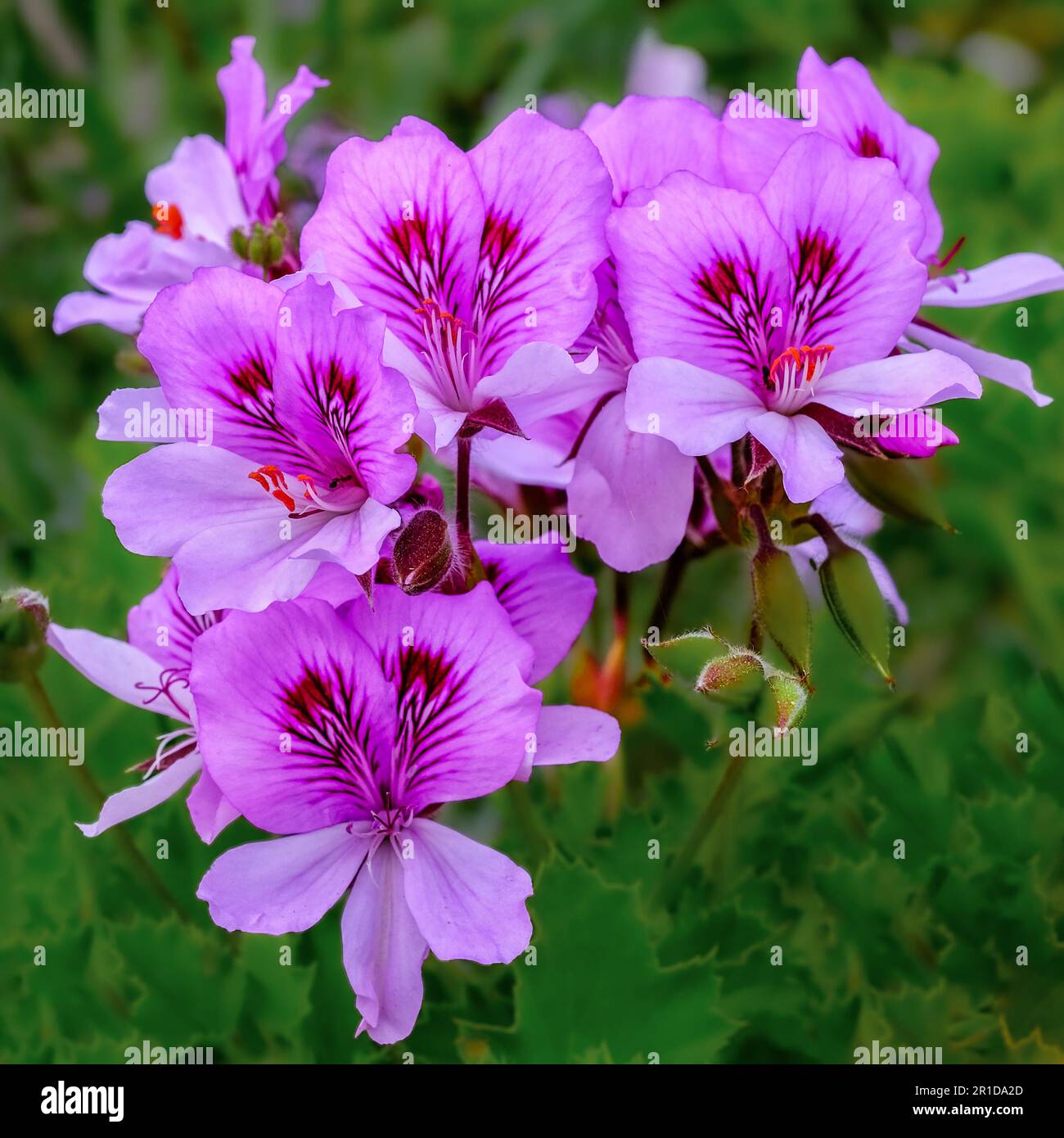 Pelargonium graveolens plant also known as Rose geranium with pink ...