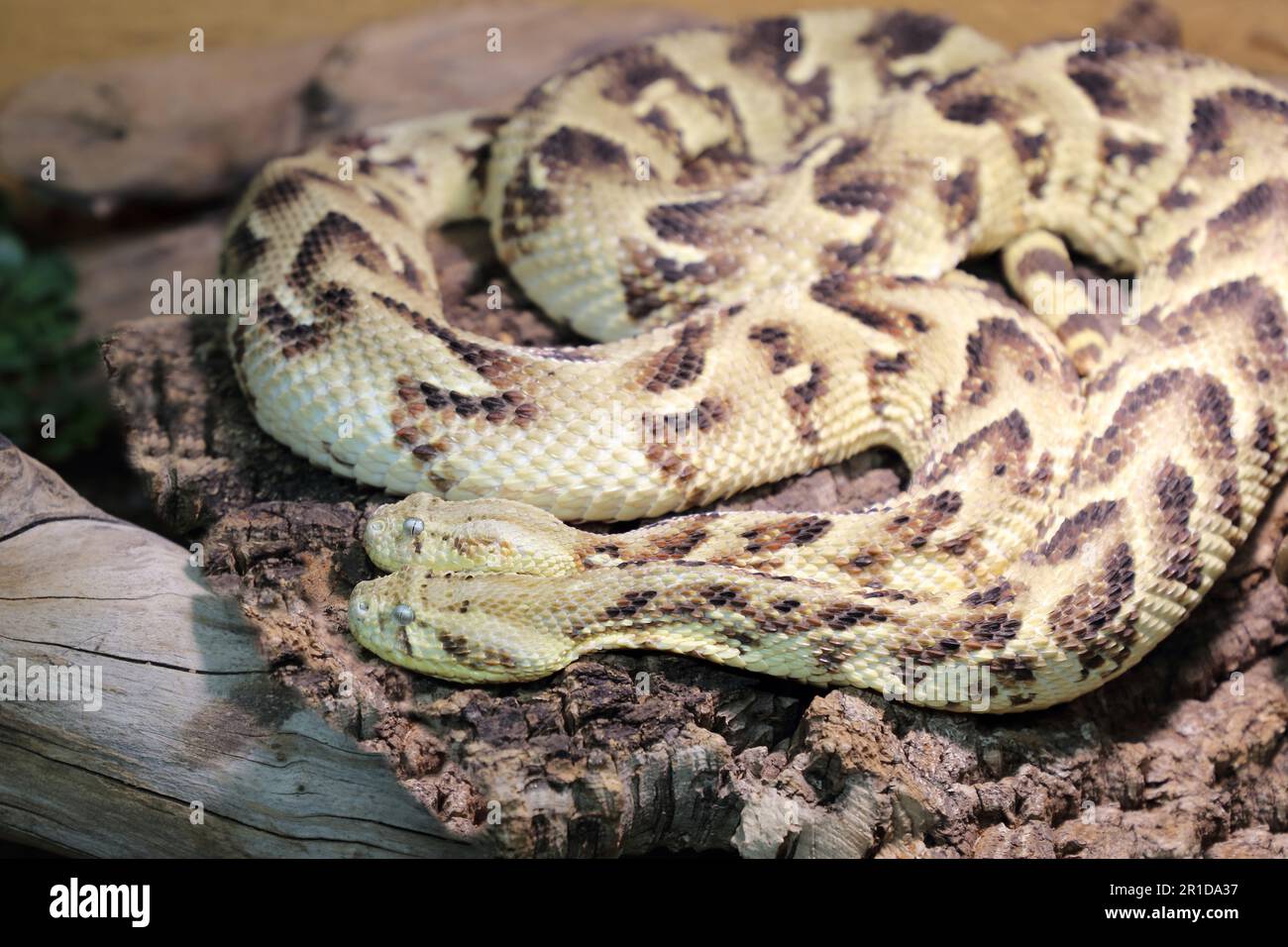 Common puff adders hi-res stock photography and images - Alamy