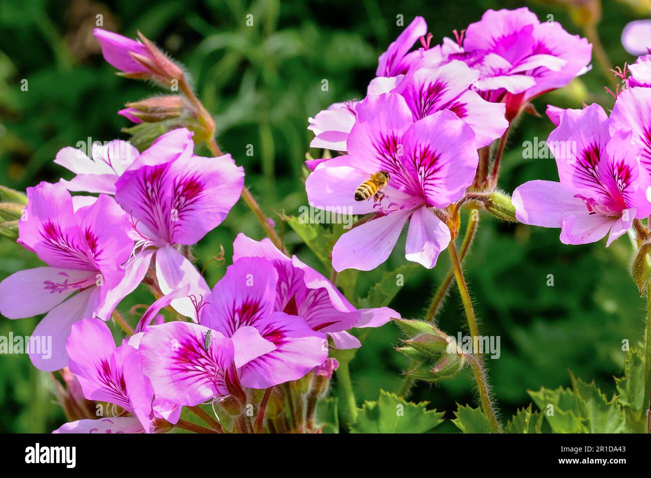 Pelargonium graveolens plant also known as Rose geranium with pink ...