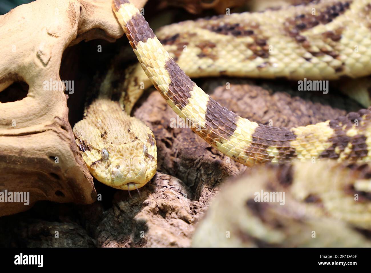 Common puff adders hi-res stock photography and images - Alamy