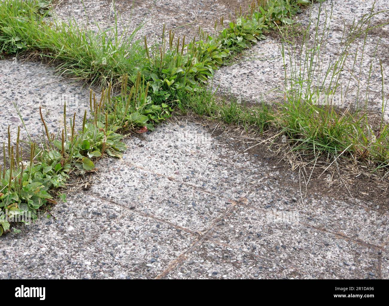 fresh green grass filling gaps in a concrete surface Stock Photo - Alamy