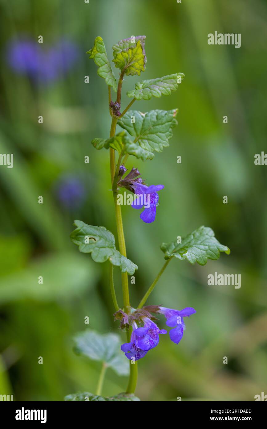 Glechoma hederacea commonly known as ground-ivy or gill-over Stock ...