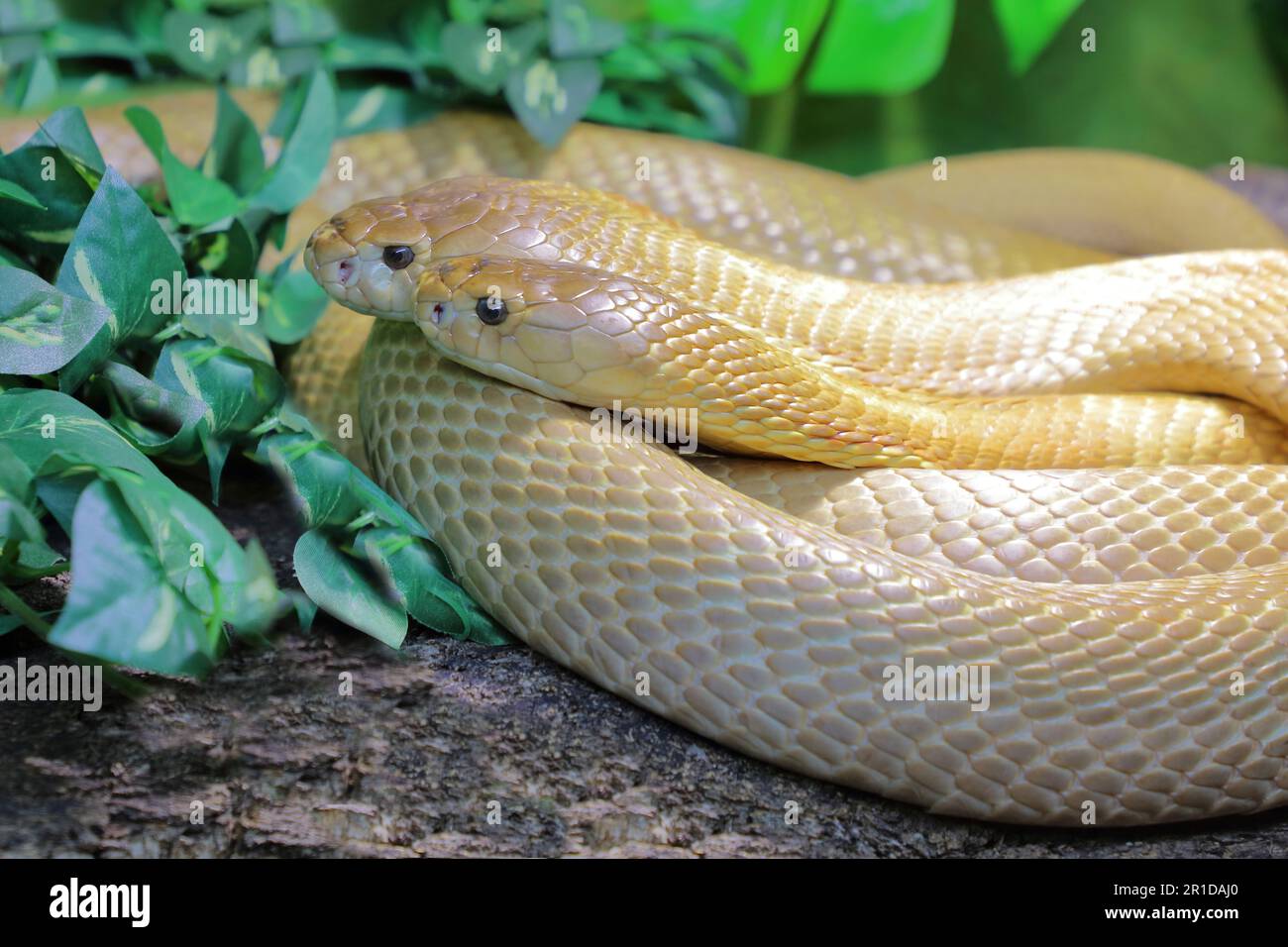 Monokelkobra / Monocled cobra / Naja kaouthia Stock Photo - Alamy
