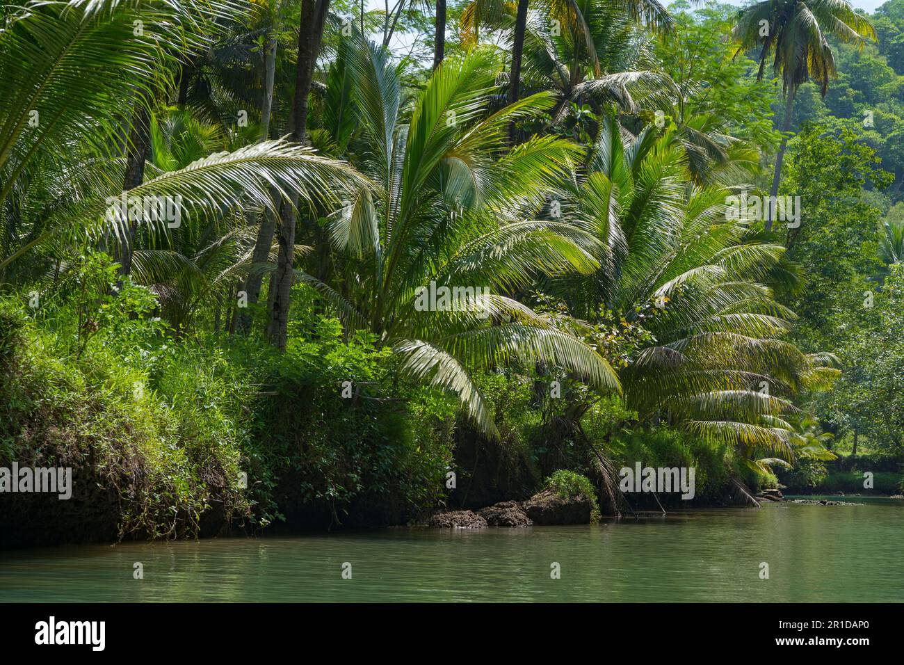 Cruising on the beautiful and calm river with trees at Kali Cokel ...