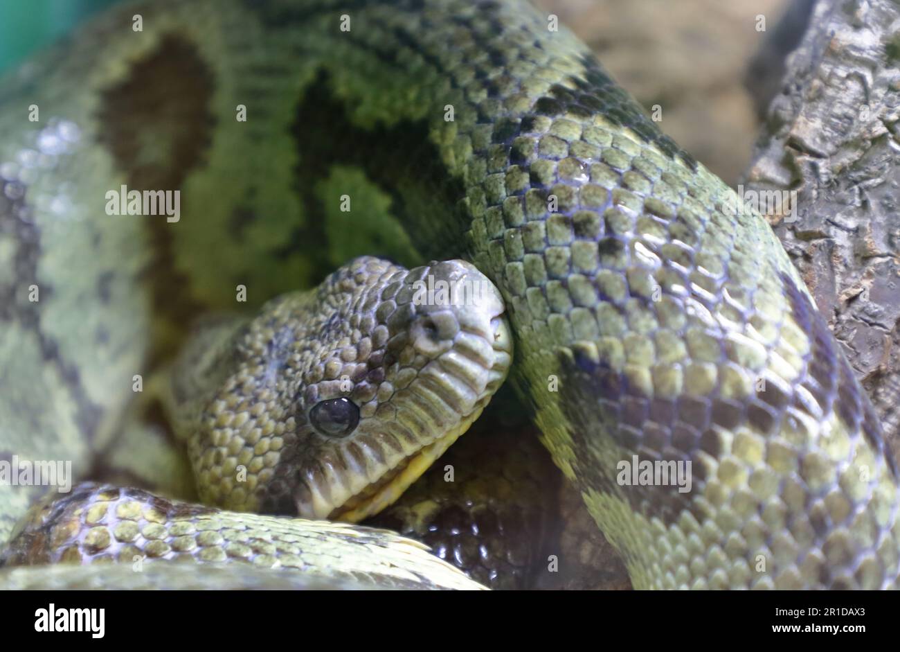 Madagaskar-Hundskopfboa / Madagascar tree boa / Sanzinia ...