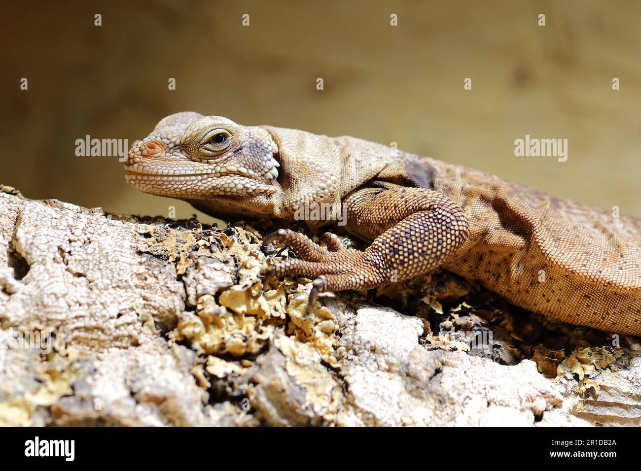Common chuckwallas hi-res stock photography and images - Alamy