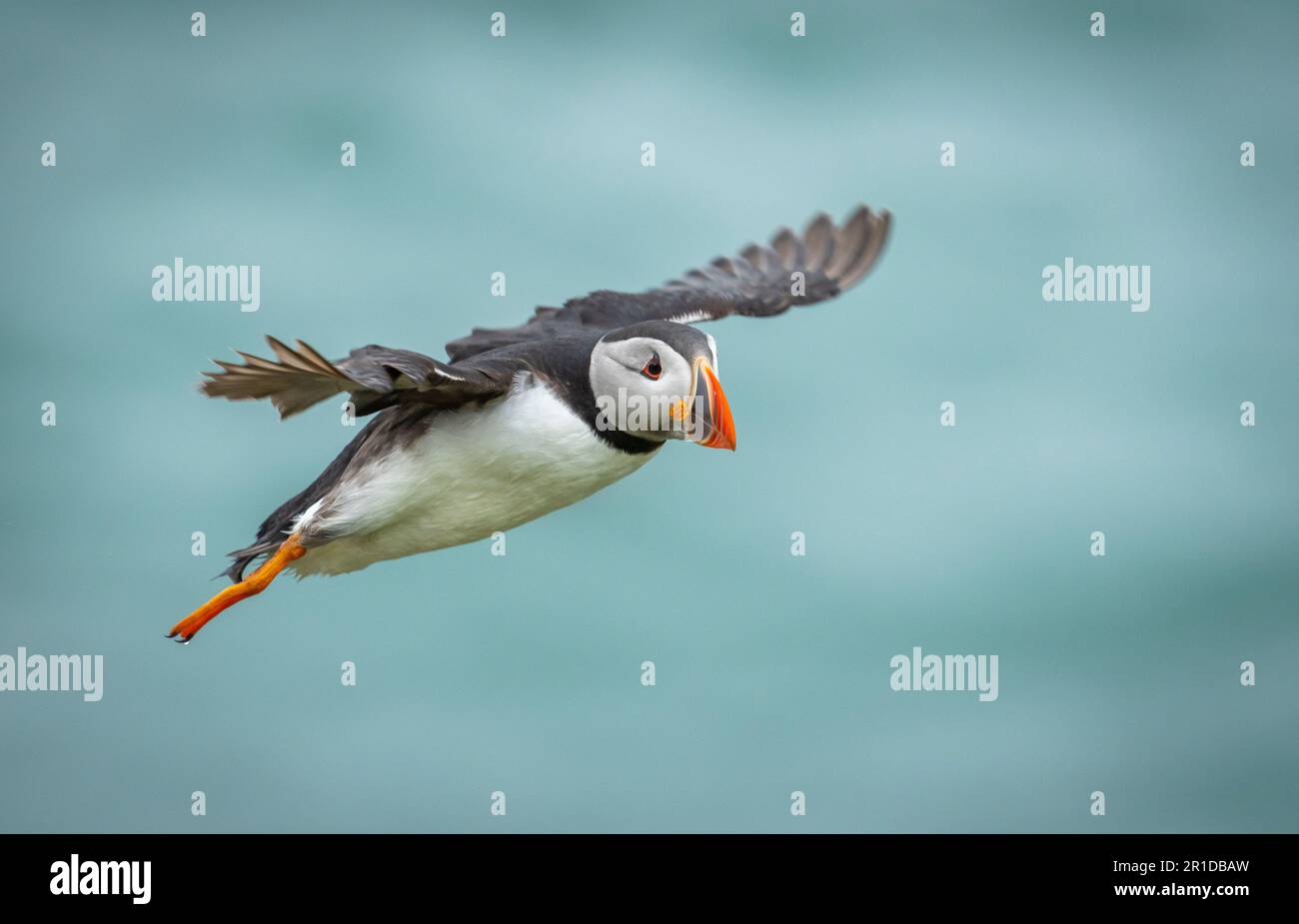 A Puffin in flight Stock Photo - Alamy
