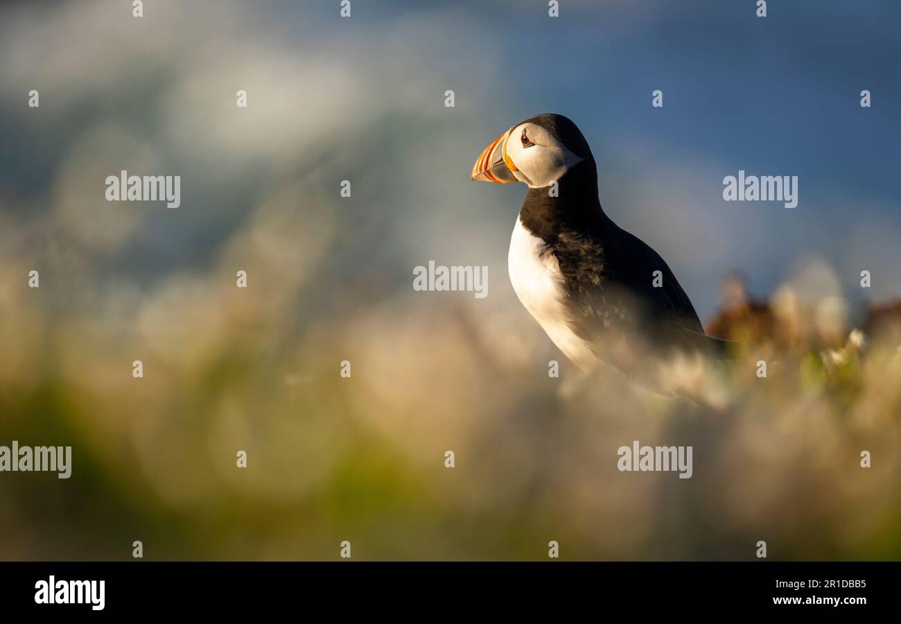 Puffin on cliff top hi-res stock photography and images - Alamy