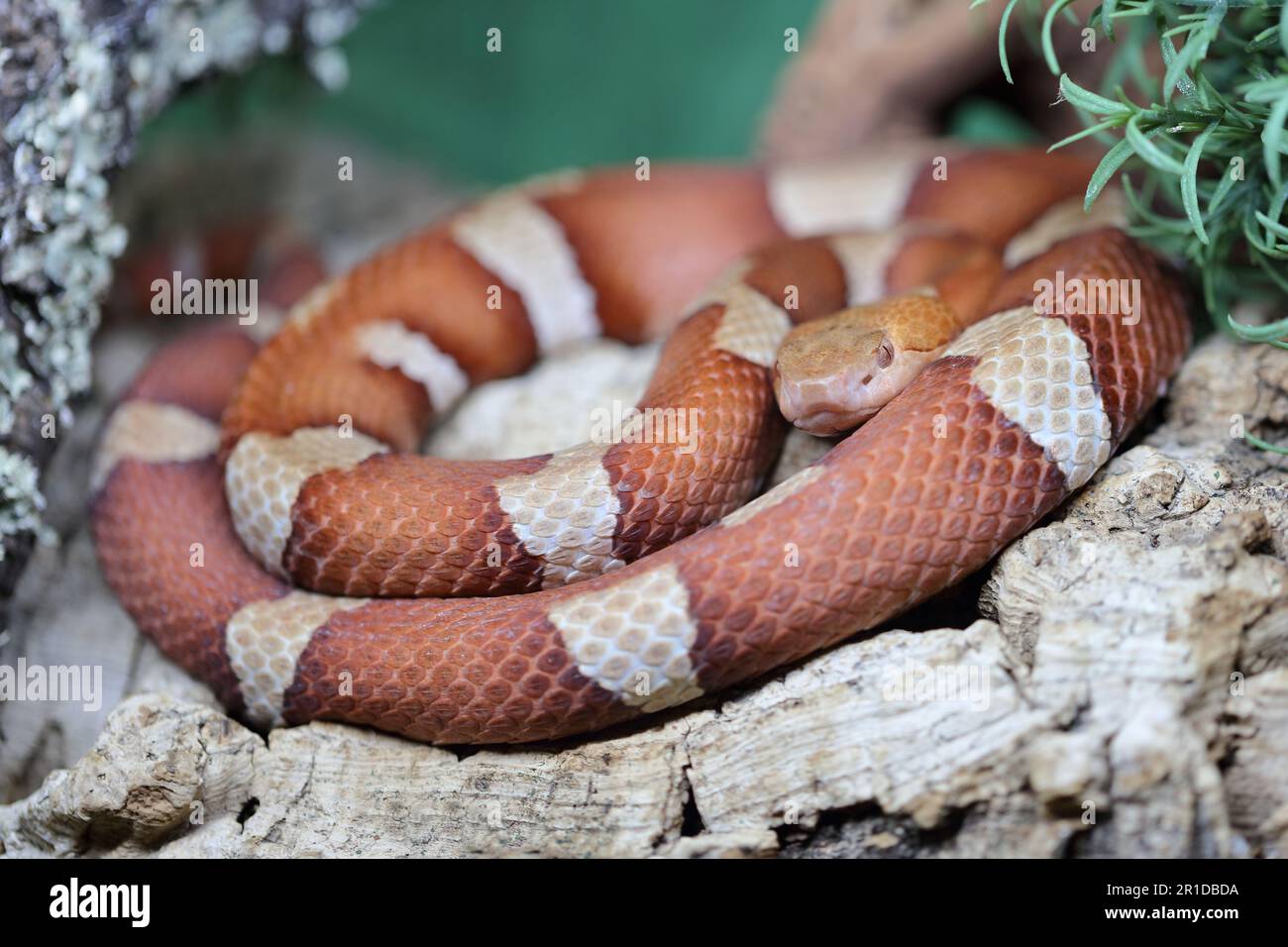 Broad banded copperhead snake hi-res stock photography and images - Alamy