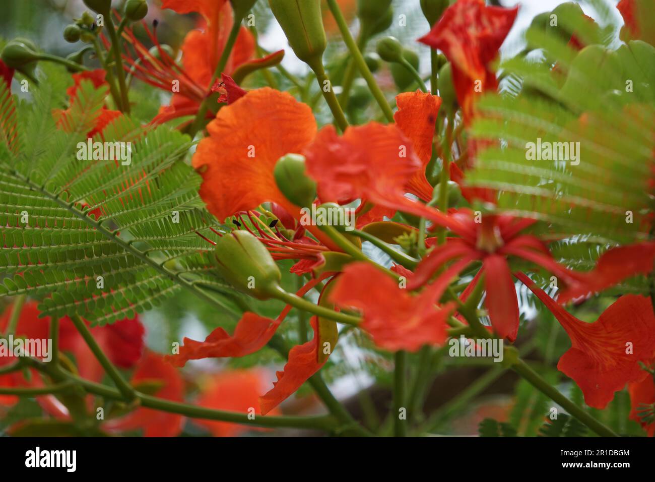 Most Popular May Mara Flowers - Red Flowers Stock Photo - Alamy